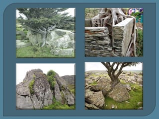 Biological Weathering Of Rocks