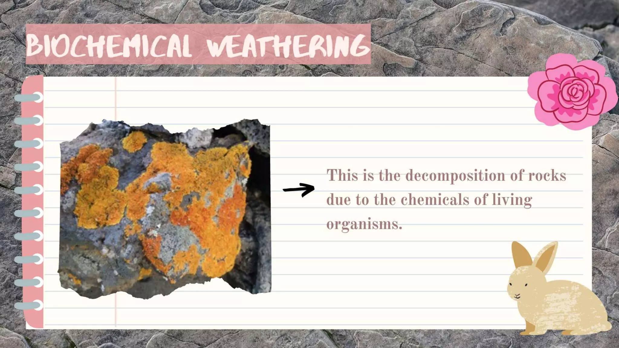 Biological weathering | PPTX