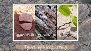 Biological weathering | PPTX