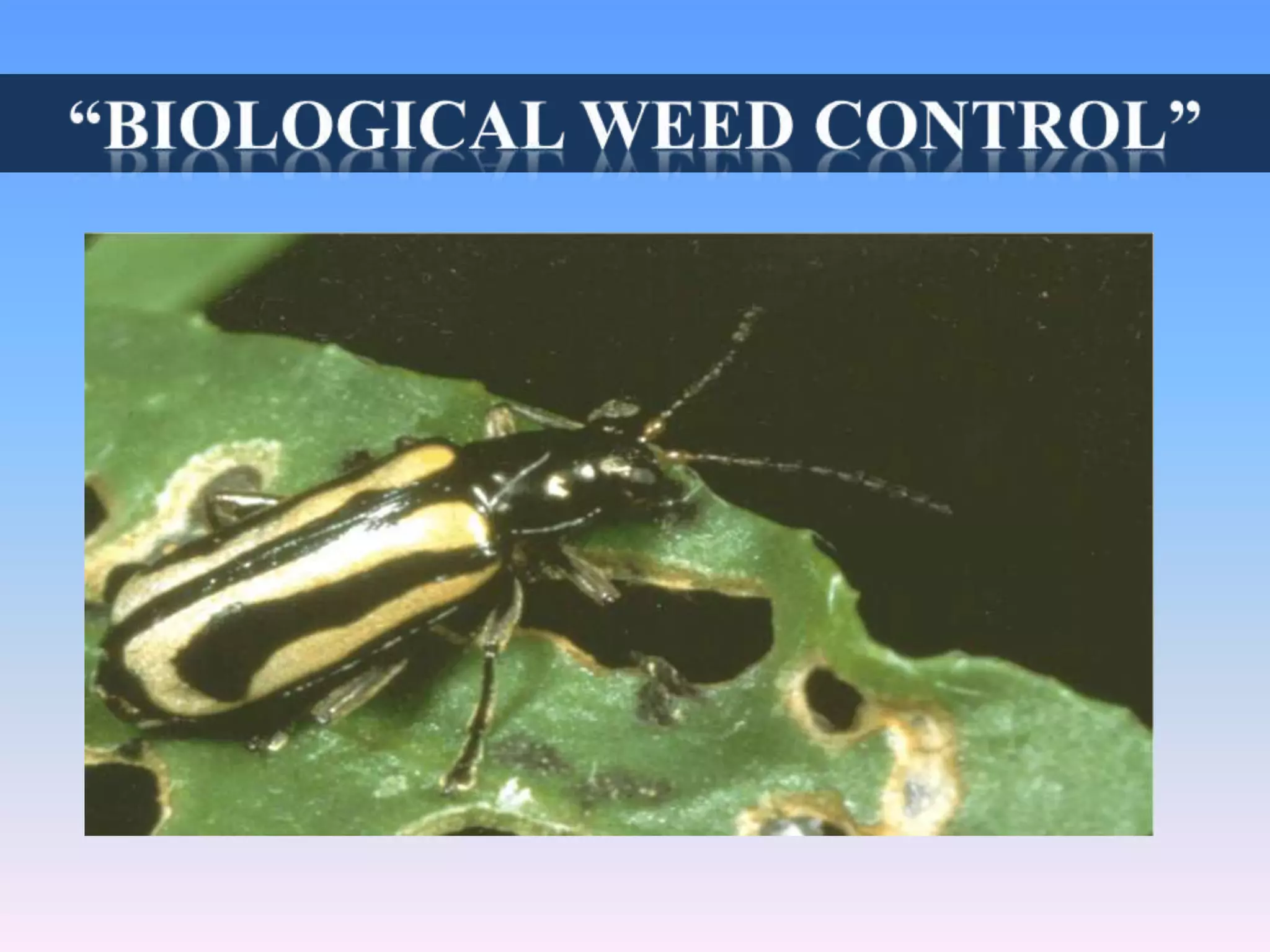 Biological weed control | PPTX