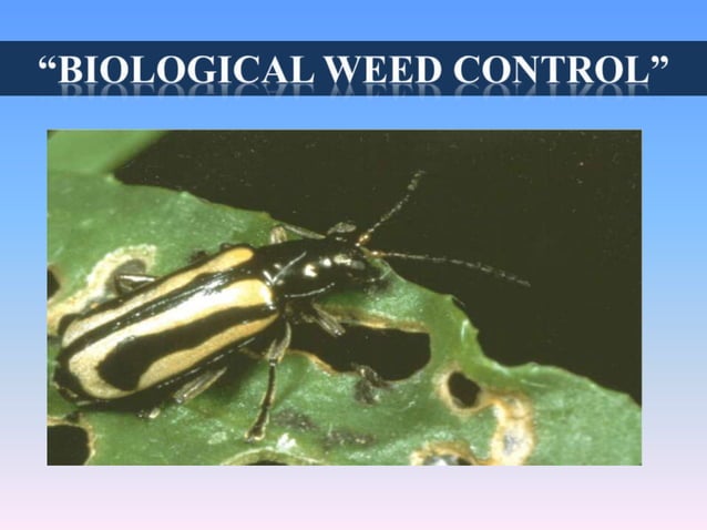 Biological weed control | PPTX