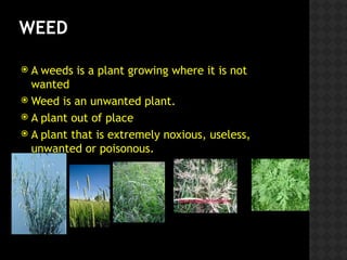 BIOLOGICAL WEED MANAGEMENT .pptx