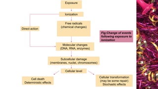 Biologic Effects of Radiation Exposure | PPT