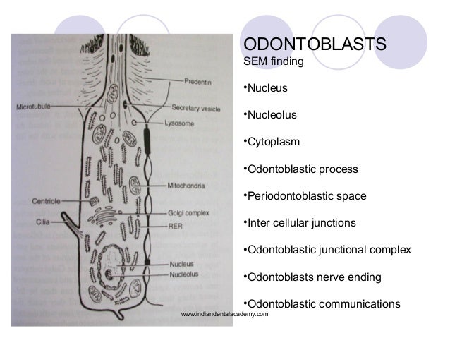 Biologic response of pulp/ dental implant courses