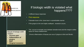 Biologic width | PPTX