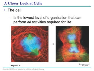 Biologi Dasar: A Hierarchy of Biological Organization | PPT
