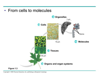 Biologi Dasar: A Hierarchy of Biological Organization | PPT