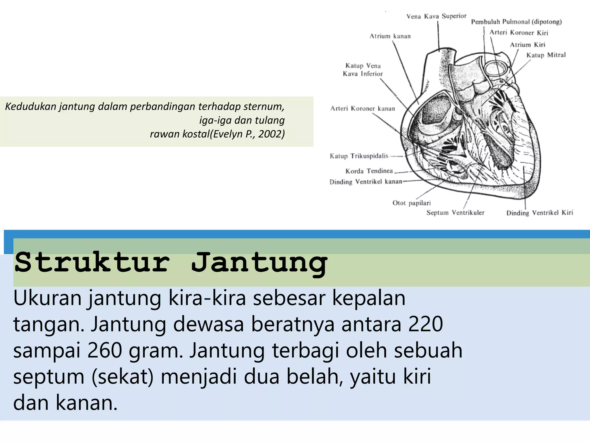 Biologi dasar dan perkembangan | PDF