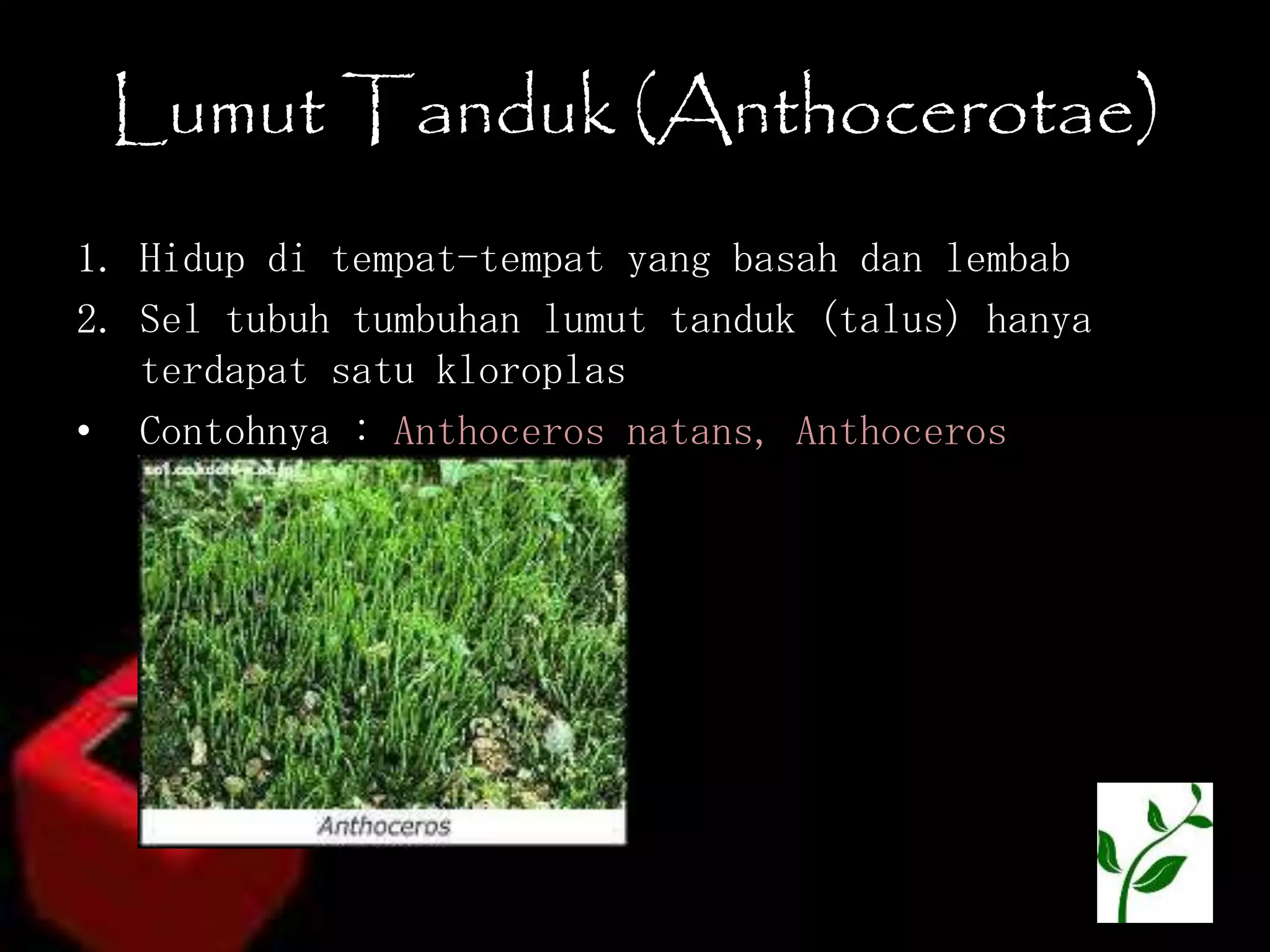 Biologi, Dunia Tumbuhan (Plantae) | PPTX