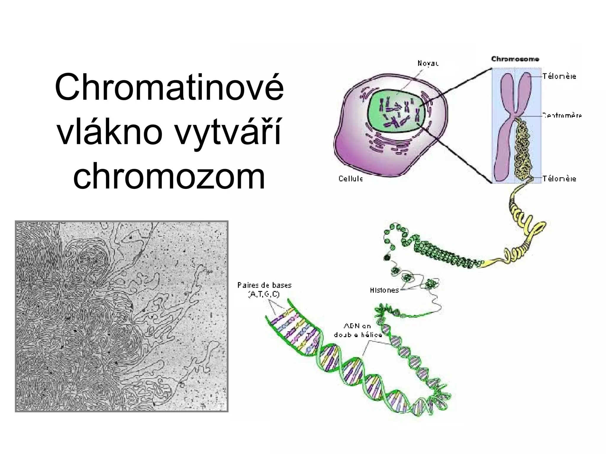 Biologie pro bakaláře - Cytogenetika I | PPT
