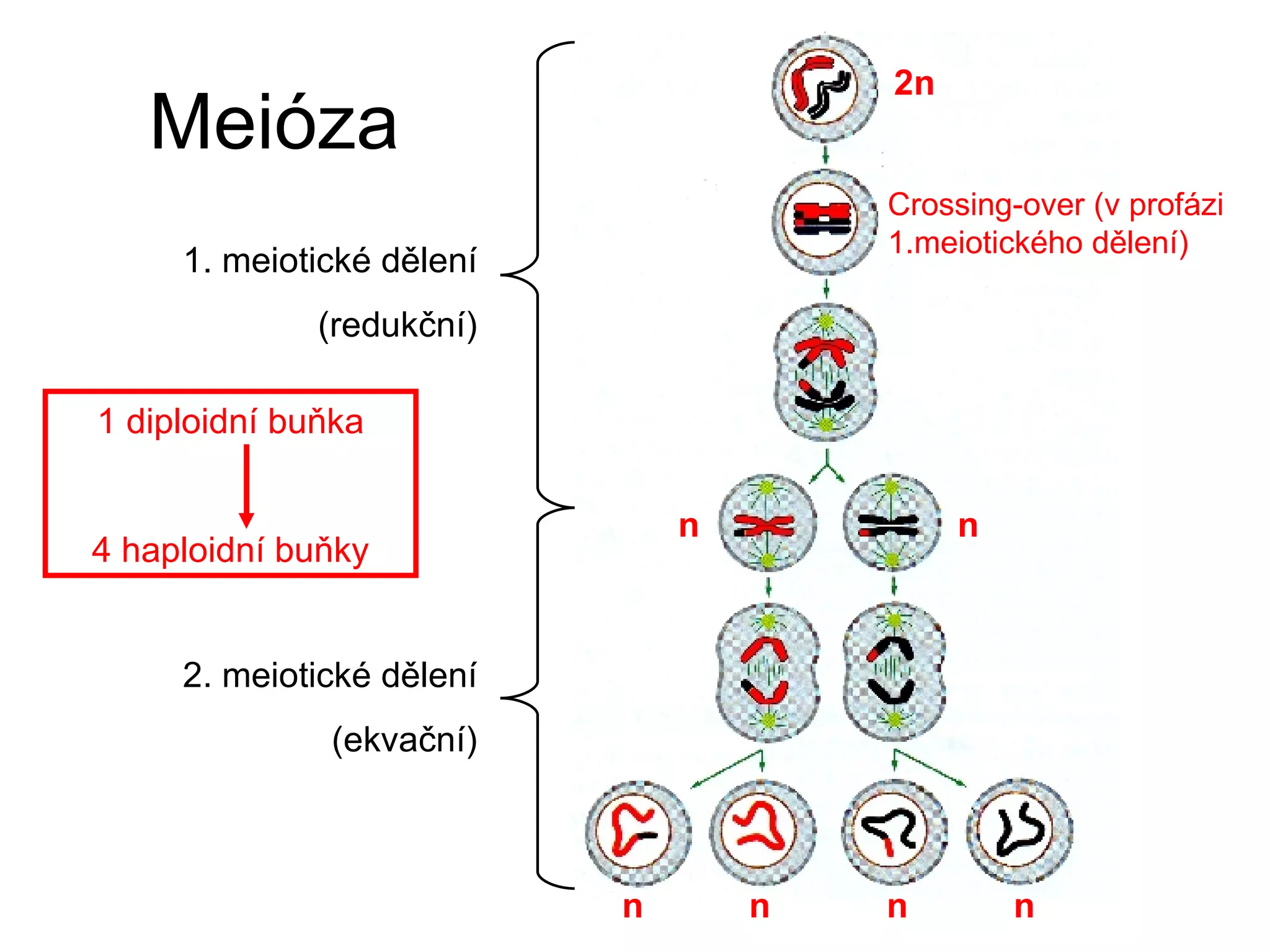 Biologie pro bakaláře - Cytogenetika I | PPT