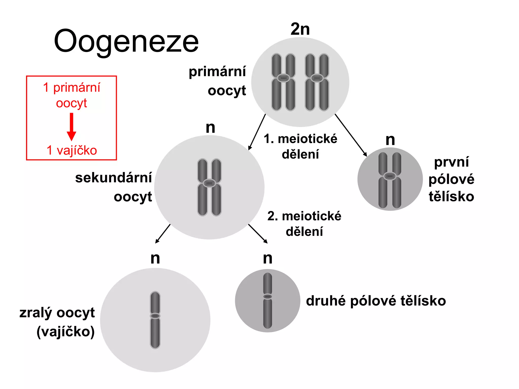 Biologie pro bakaláře - Cytogenetika I | PPT