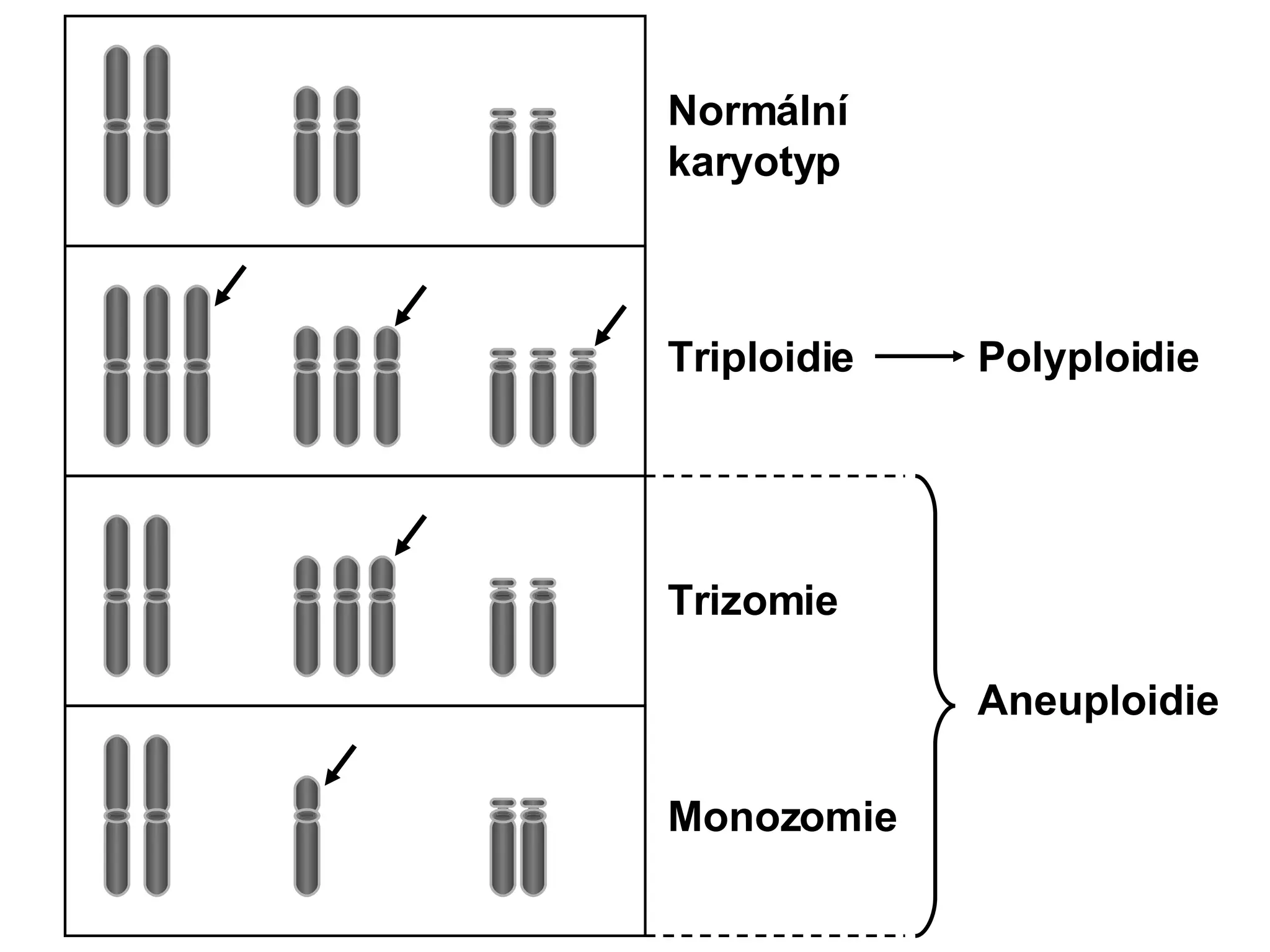 Biologie pro bakaláře - Cytogenetika I | PPT