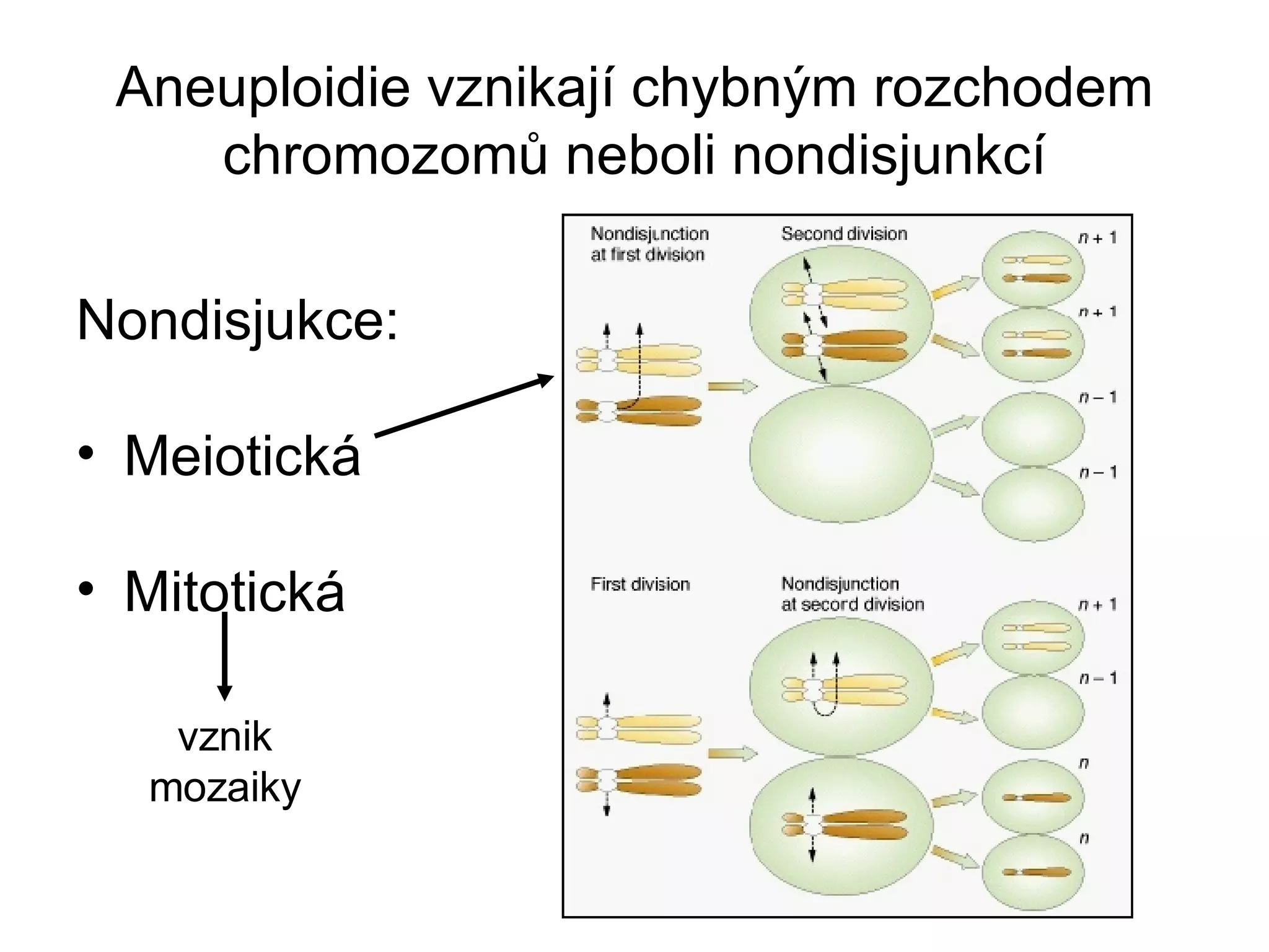 Biologie pro bakaláře - Cytogenetika I | PPT