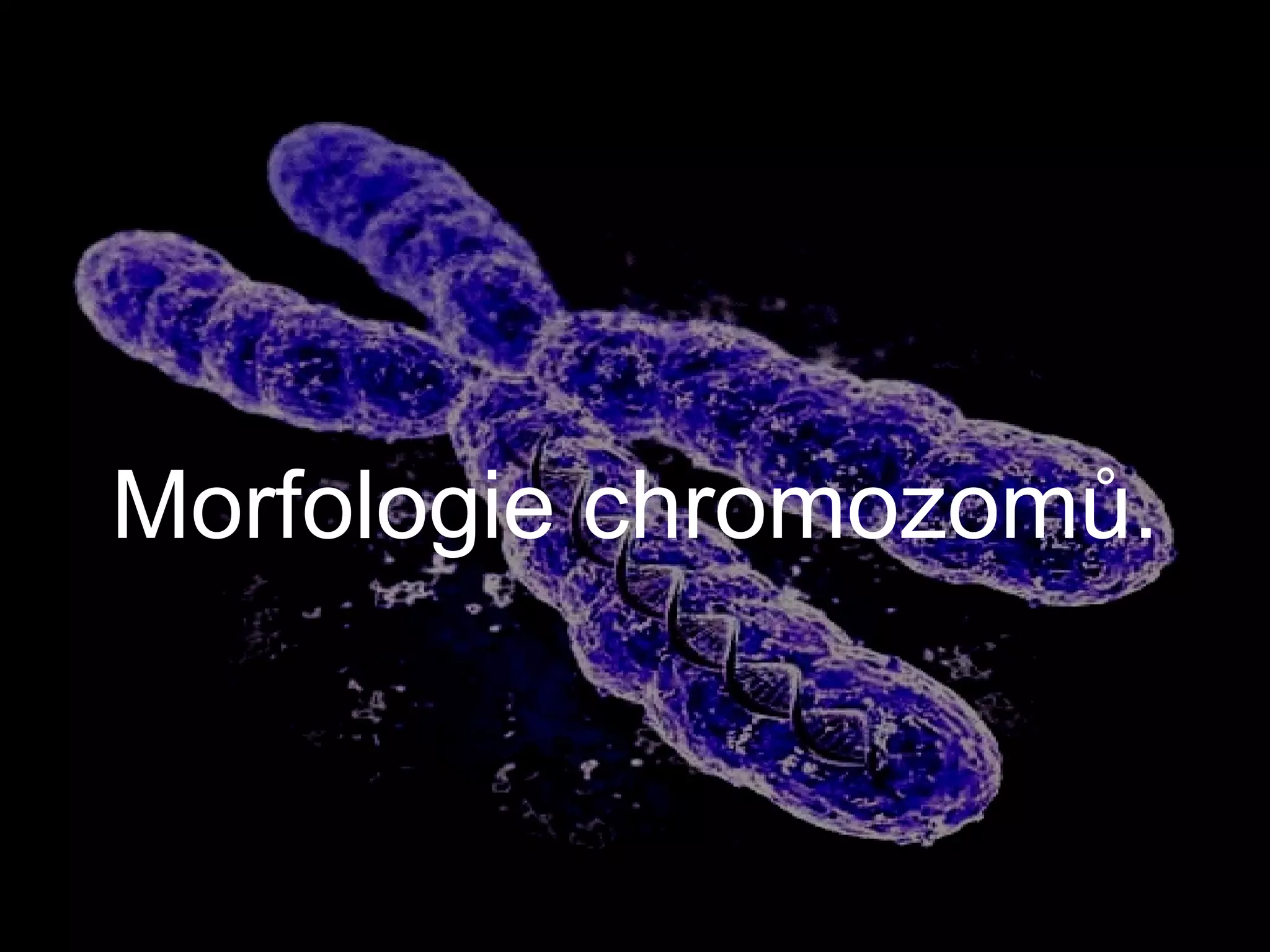 Biologie pro bakaláře - Cytogenetika I | PPT