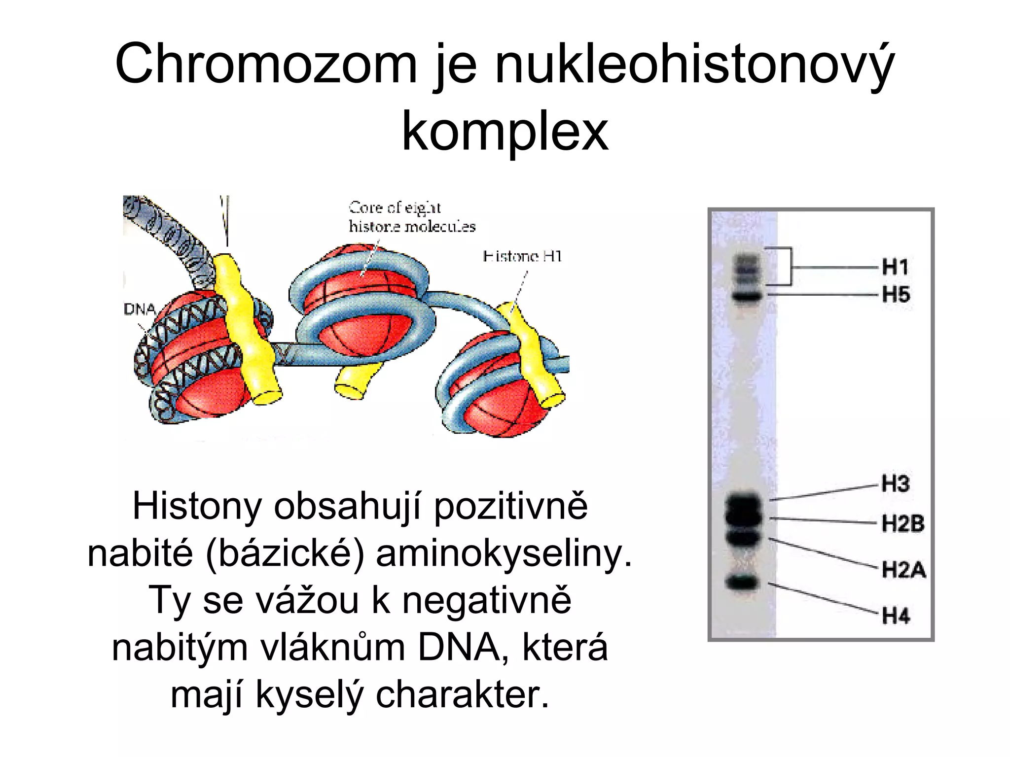 Biologie pro bakaláře - Cytogenetika I | PPT