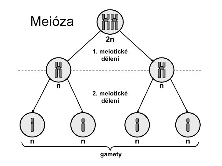 Biologie pro bakaláře - Cytogenetika I
