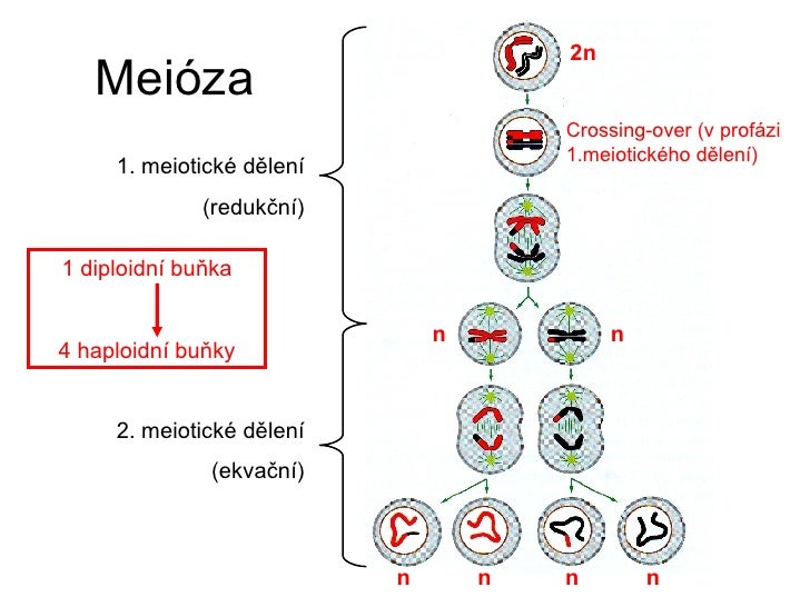 Biologie pro bakaláře - Cytogenetika I