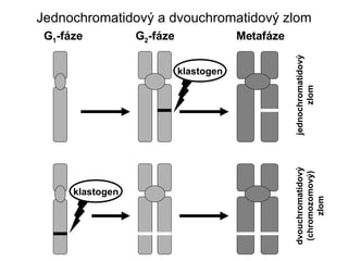 Biologie pro bakaláře - Cytogenetika II | PPT