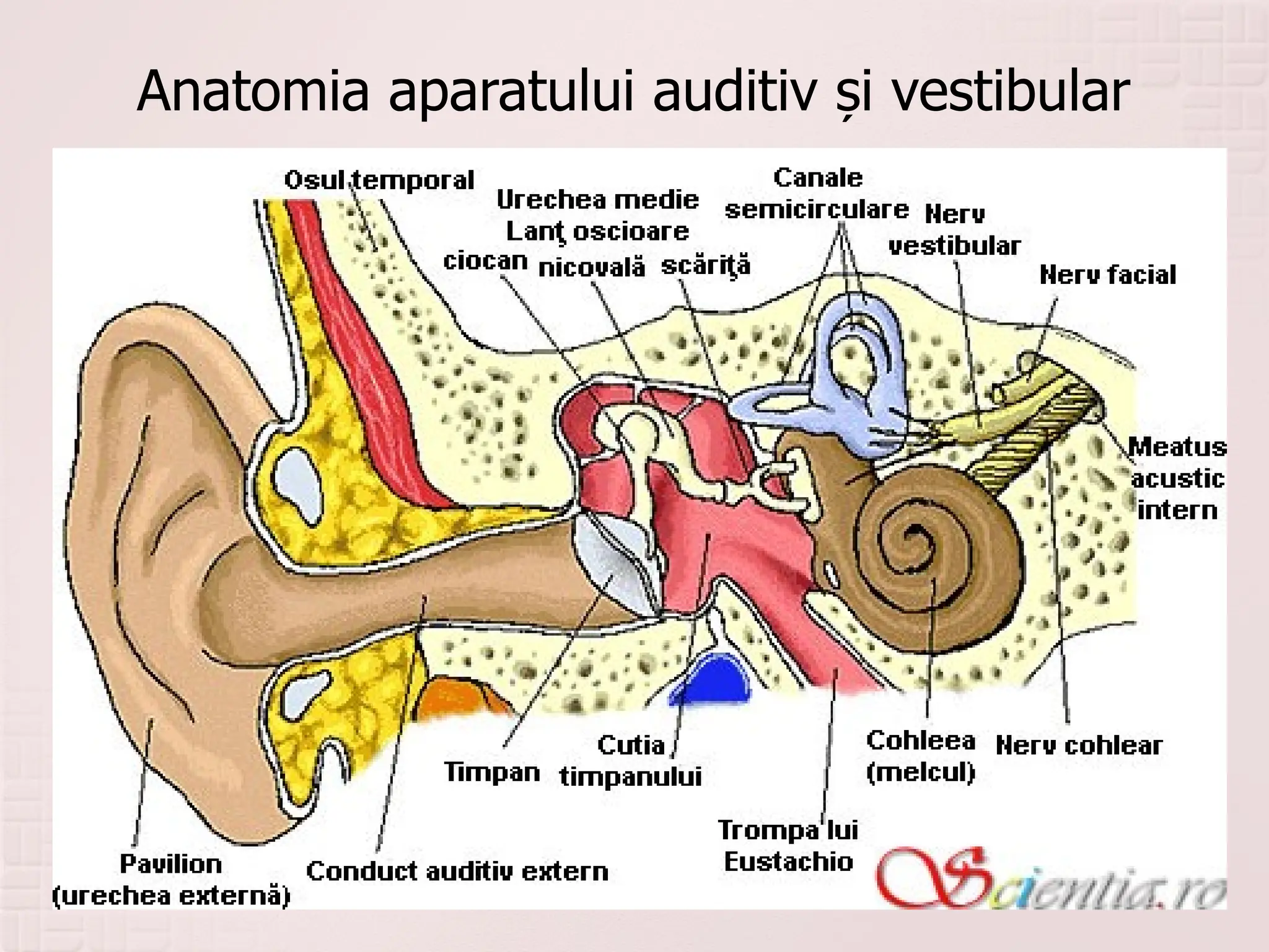 Biologie cl.11 Analizator_auditiv_si_vestibular.pptx