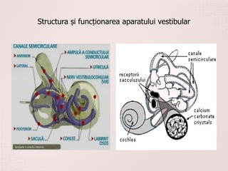 Biologie cl.11 Analizator_auditiv_si_vestibular.pptx