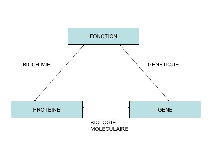 Biologie moleculaire (i)