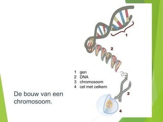 Biologie_powerpoint_Chromosomen_en_genen_[biologieweb] (1).pptx ...