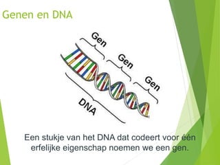 Biologie_powerpoint_Chromosomen_en_genen_[biologieweb] (1).pptx ...