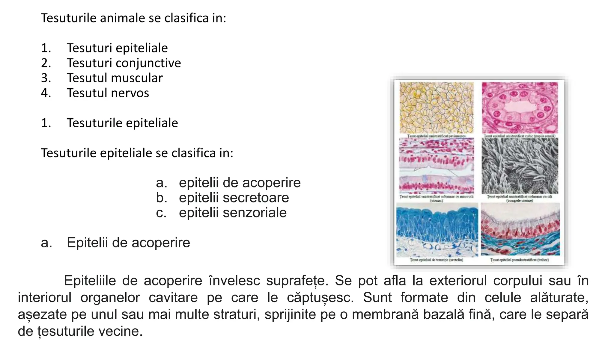 Biologie proiect 2022-Tesuturi animale.pptx