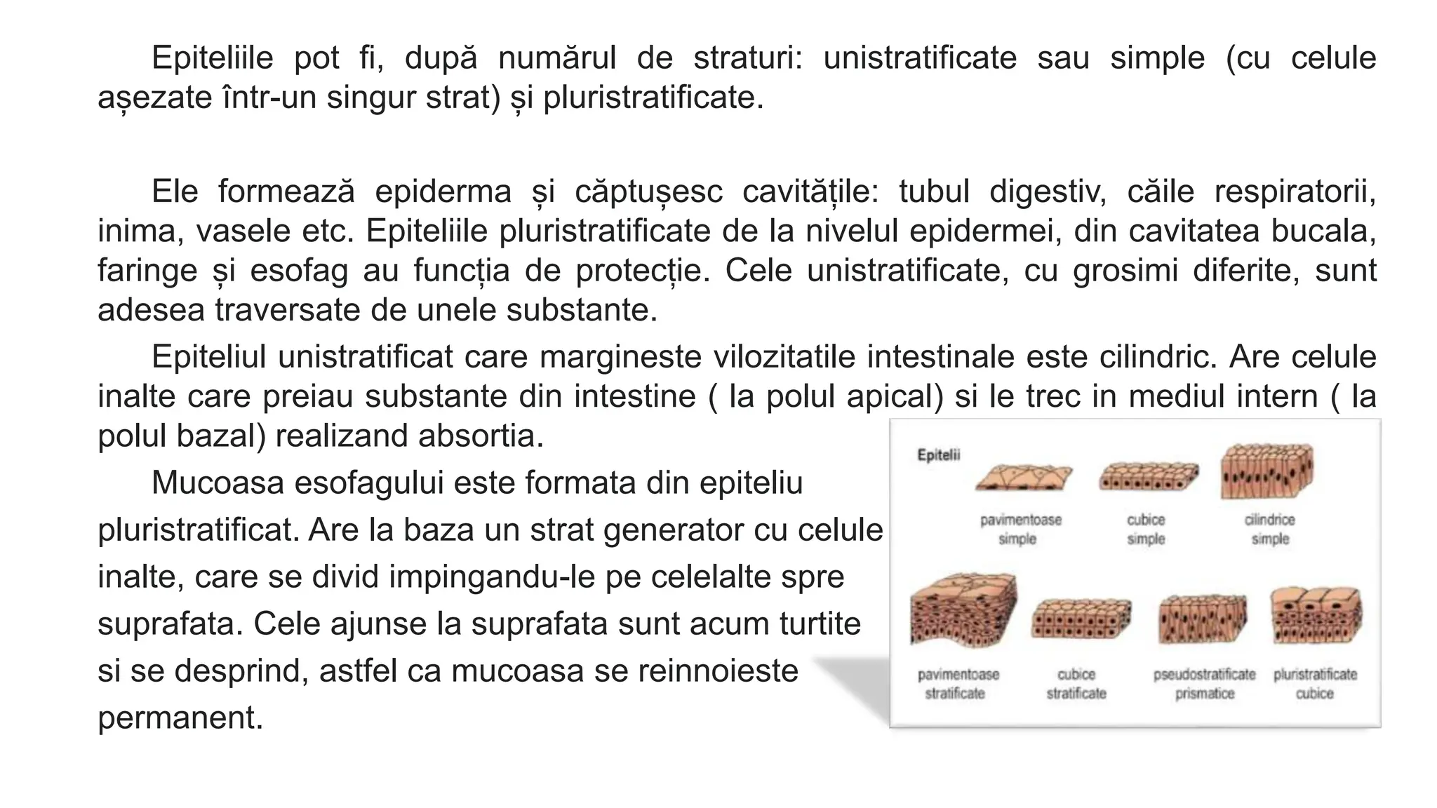 Biologie proiect 2022-Tesuturi animale.pptx