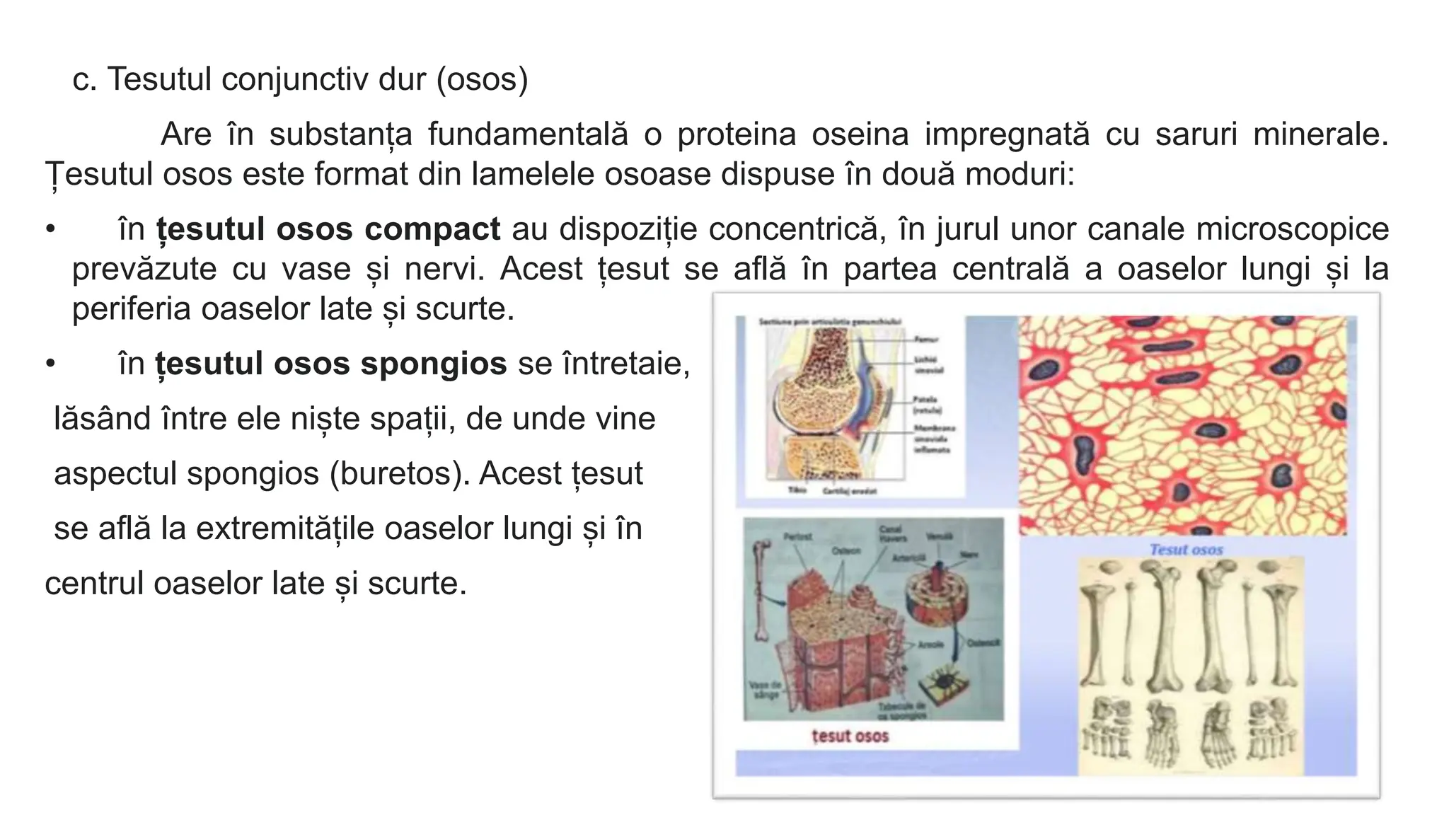Biologie proiect 2022-Tesuturi animale.pptx
