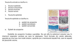 Biologie proiect 2022-Tesuturi animale.pptx