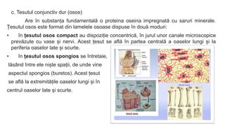 Biologie proiect 2022-Tesuturi animale.pptx