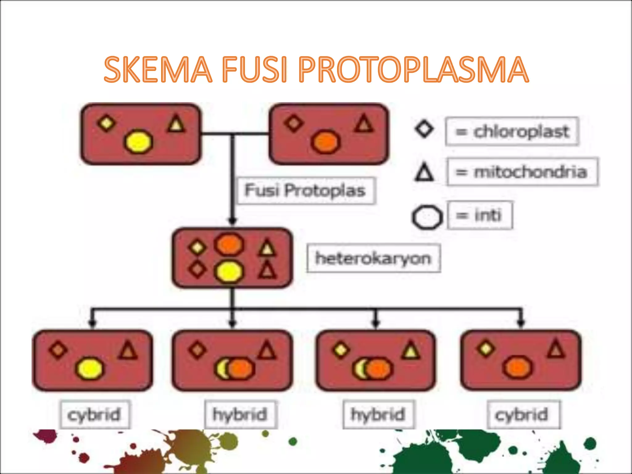 Biologi fusi protoplasma | PPTX