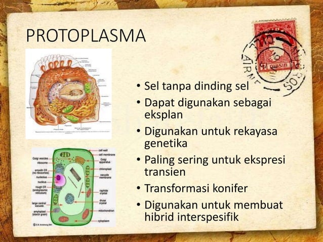Biologi fusi protoplasma | PPTX