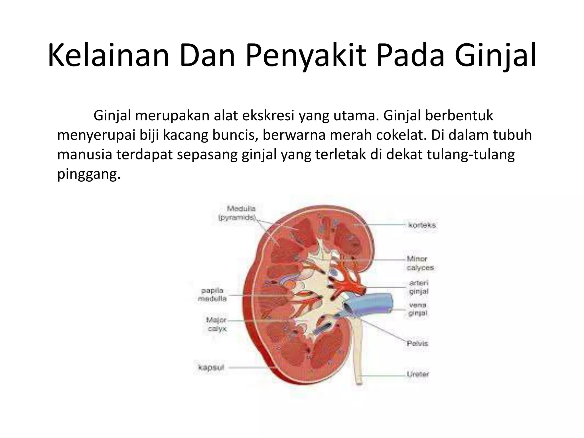 Kelainan Dan penyakit Pada Ginjal | PPTX