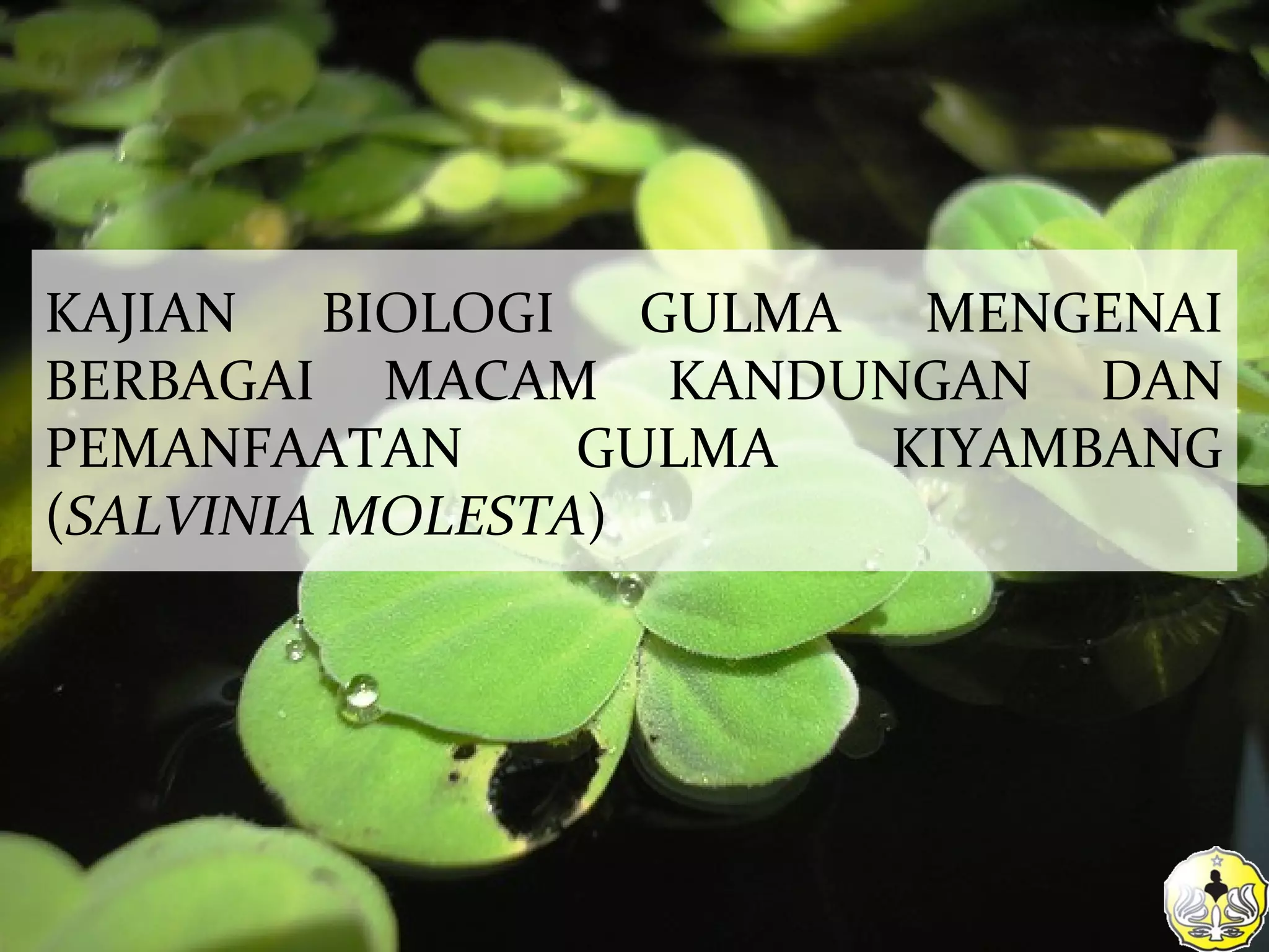 Biologi gulma gulma kiambang | PPT