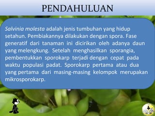Biologi gulma gulma kiambang | PPT