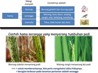 Biologi hama dan penyakit tumbuhan | PPTX