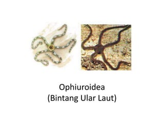 Biologi hewan | PPTX
