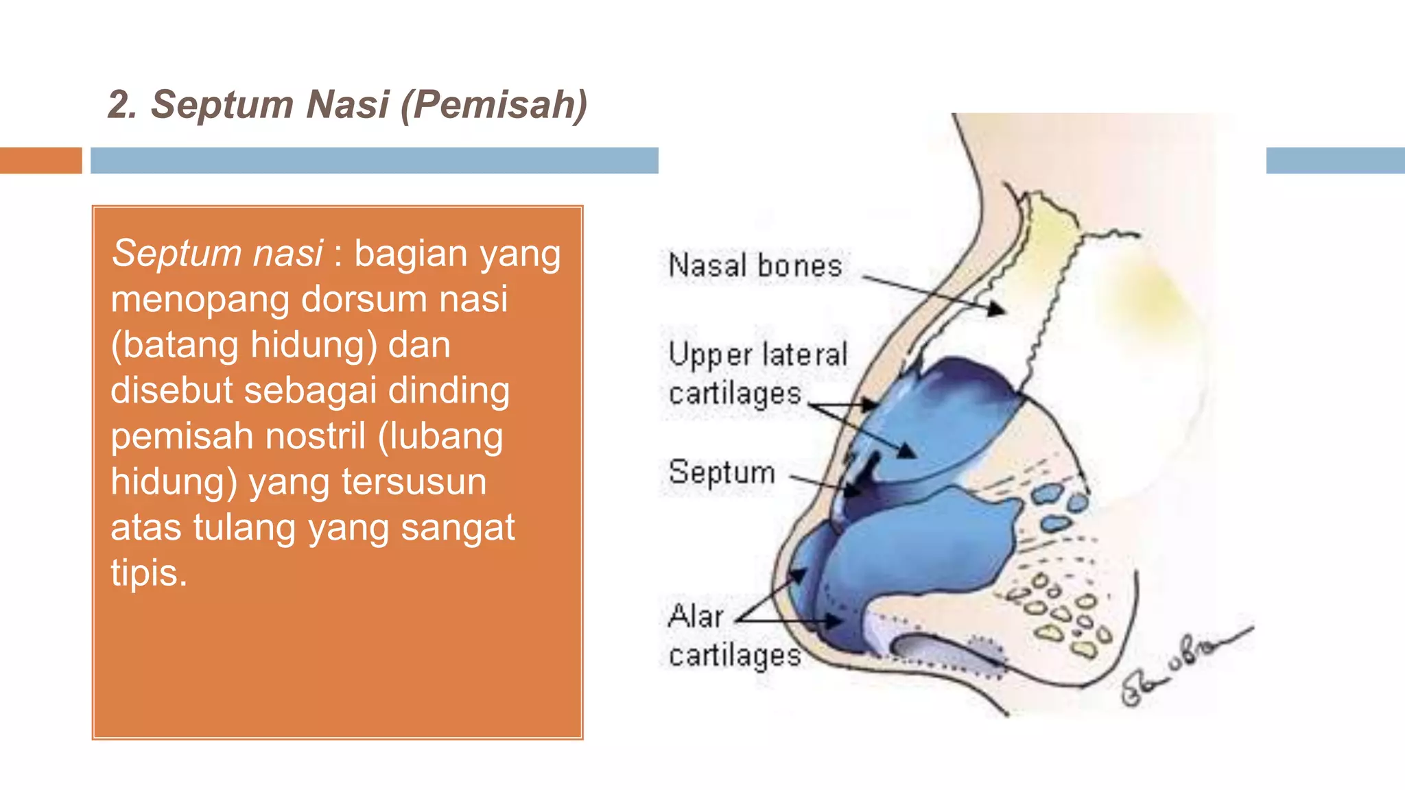 Biologi hidung | PPT