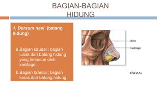 Biologi hidung | PPT