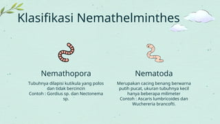 ANIMALIA NEMATELMINTES KELAS AVERTEBRATAbiologi inay.pptx