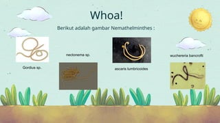 ANIMALIA NEMATELMINTES KELAS AVERTEBRATAbiologi inay.pptx