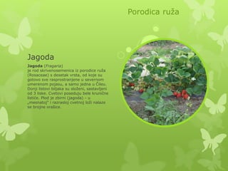 Biologija | PPTX