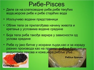 Ribe | PPT | Free Download