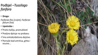 Najpoznatije ljekovite biljke | PPT