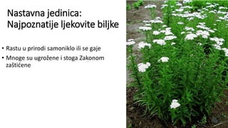 Najpoznatije ljekovite biljke | PPT