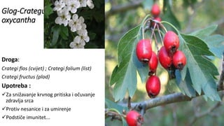 Najpoznatije ljekovite biljke | PPT