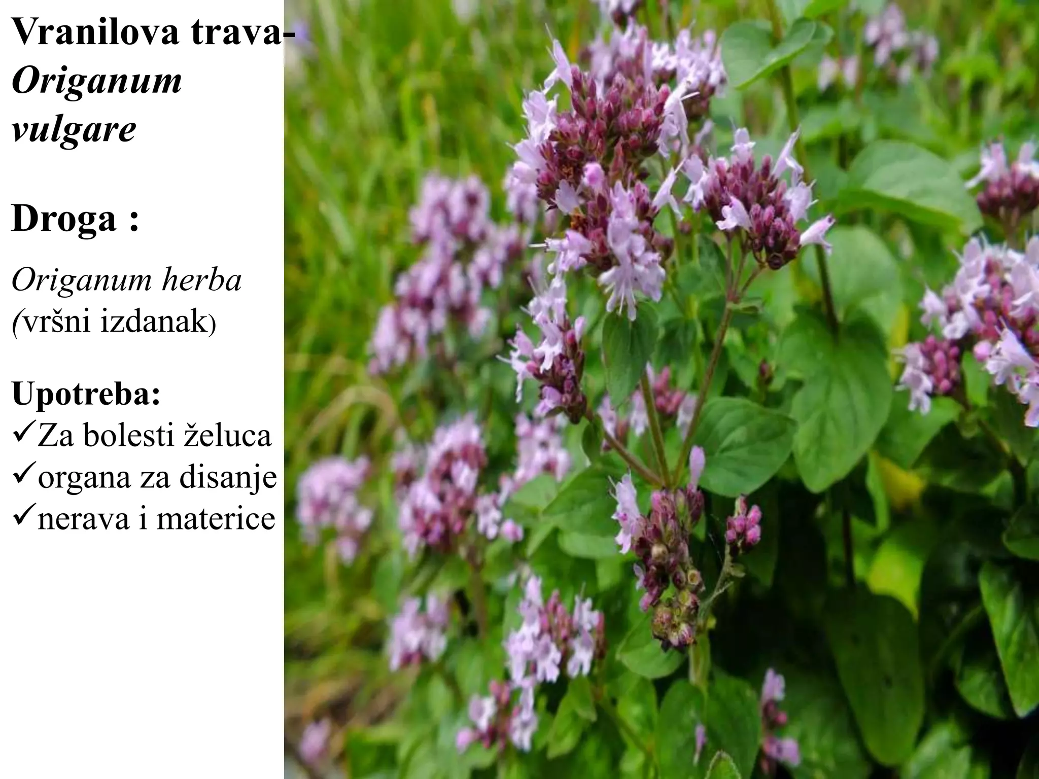 Planinske ljekovite biljke | PPT